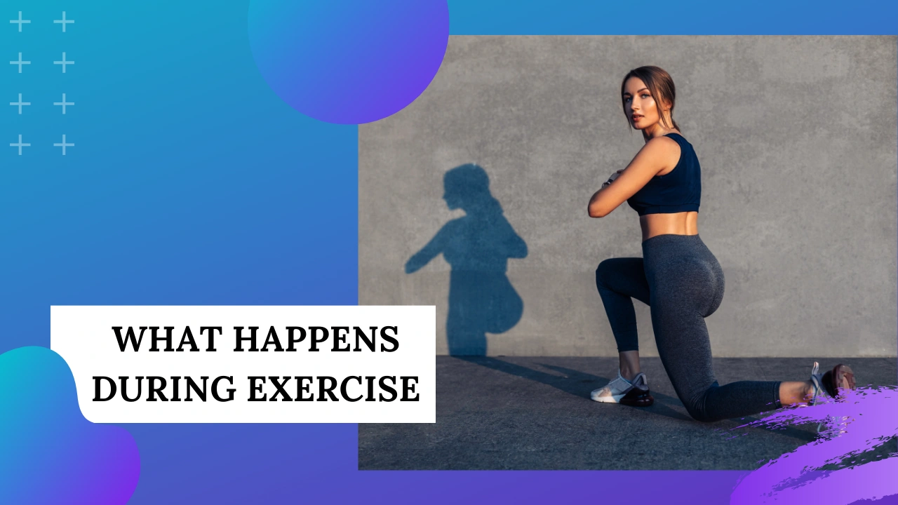 What happens during exercise - BioQuest Health